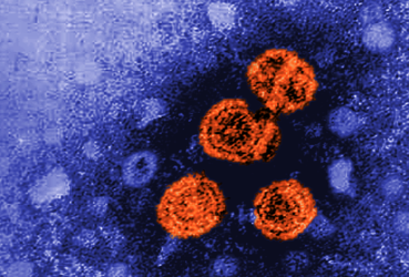 FDA Approves PreHevbrio 3-Antigen HepB Vaccine