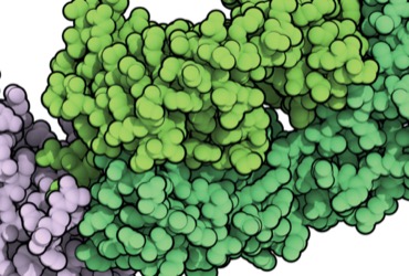 Tislelizumab Vies for First-Line Designation in Treatment of Advanced HCC