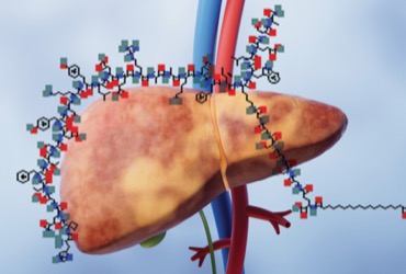 Survodutide MASH liver fibrosis hepatology