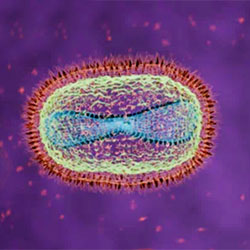Clade IIb Mpox Less Harmful in Infected Mice